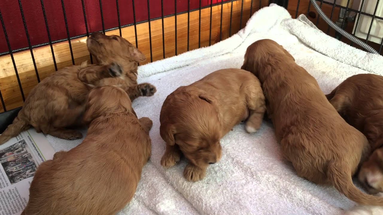 Cockapoo puppies 17 days old on wobbly legs - YouTube