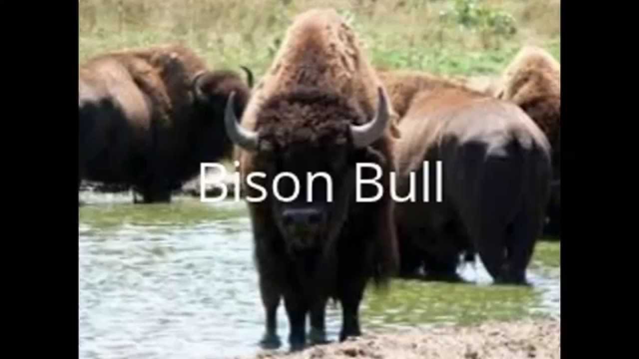 Bison vs African Buffalo vs Gaur Who Wins? - YouTube