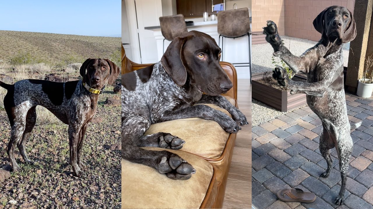 A Day With My Energetic, Funny, And Talkative Dog | German Shorthaired ...