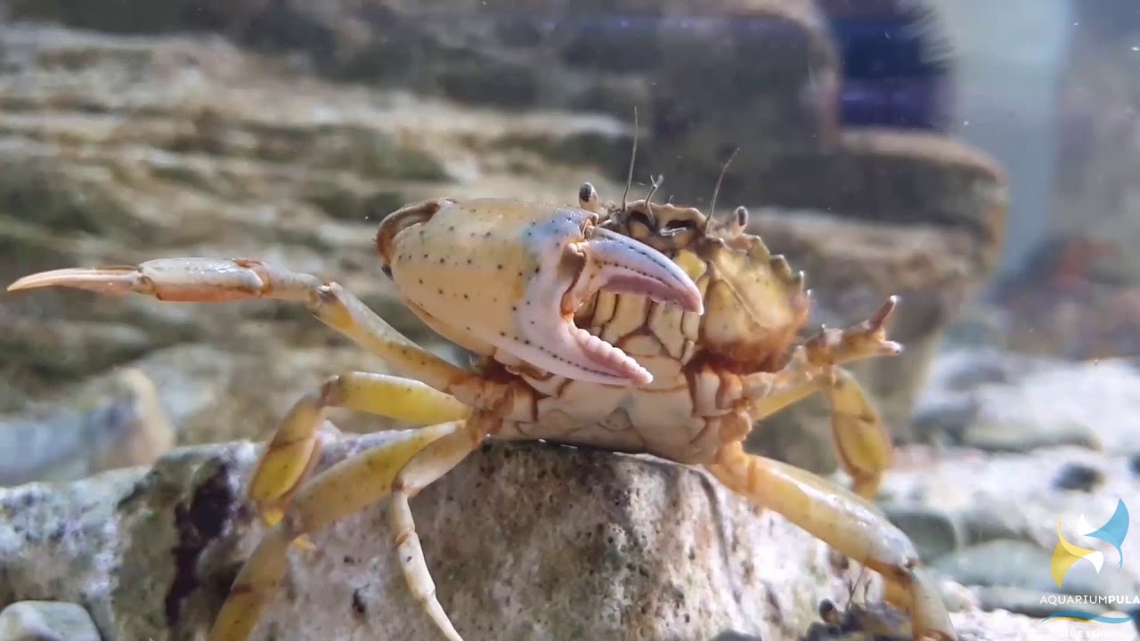 Biologija 7.r. OŠ i 2.r. SŠ - Kretanje rakova - YouTube