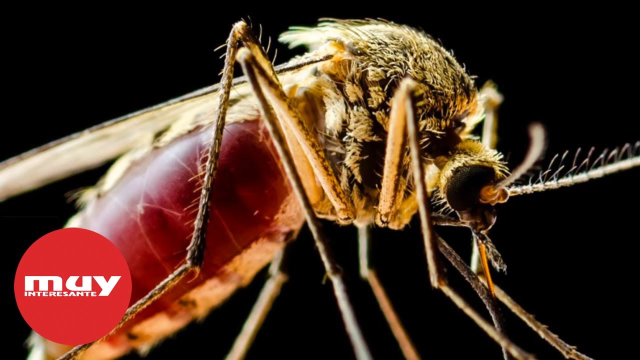 Todo lo que debes saber sobre la leishmaniasis - YouTube