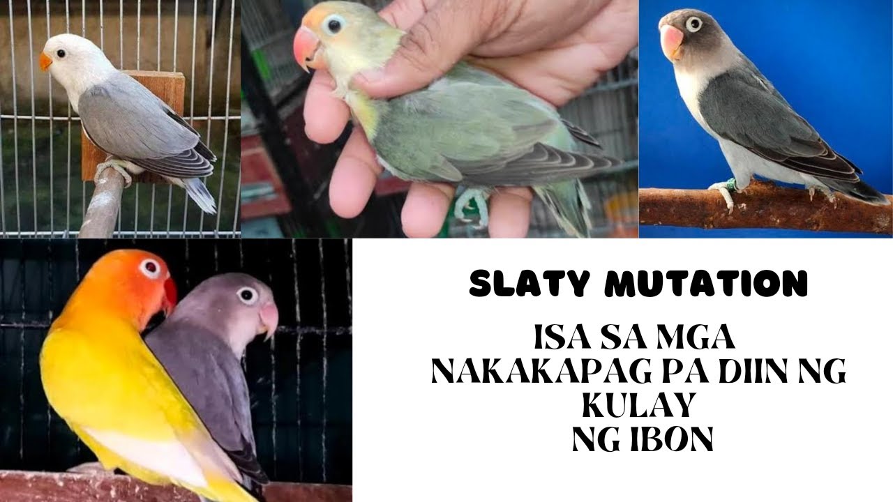 slaty mutation @tinjaztv1114 - YouTube