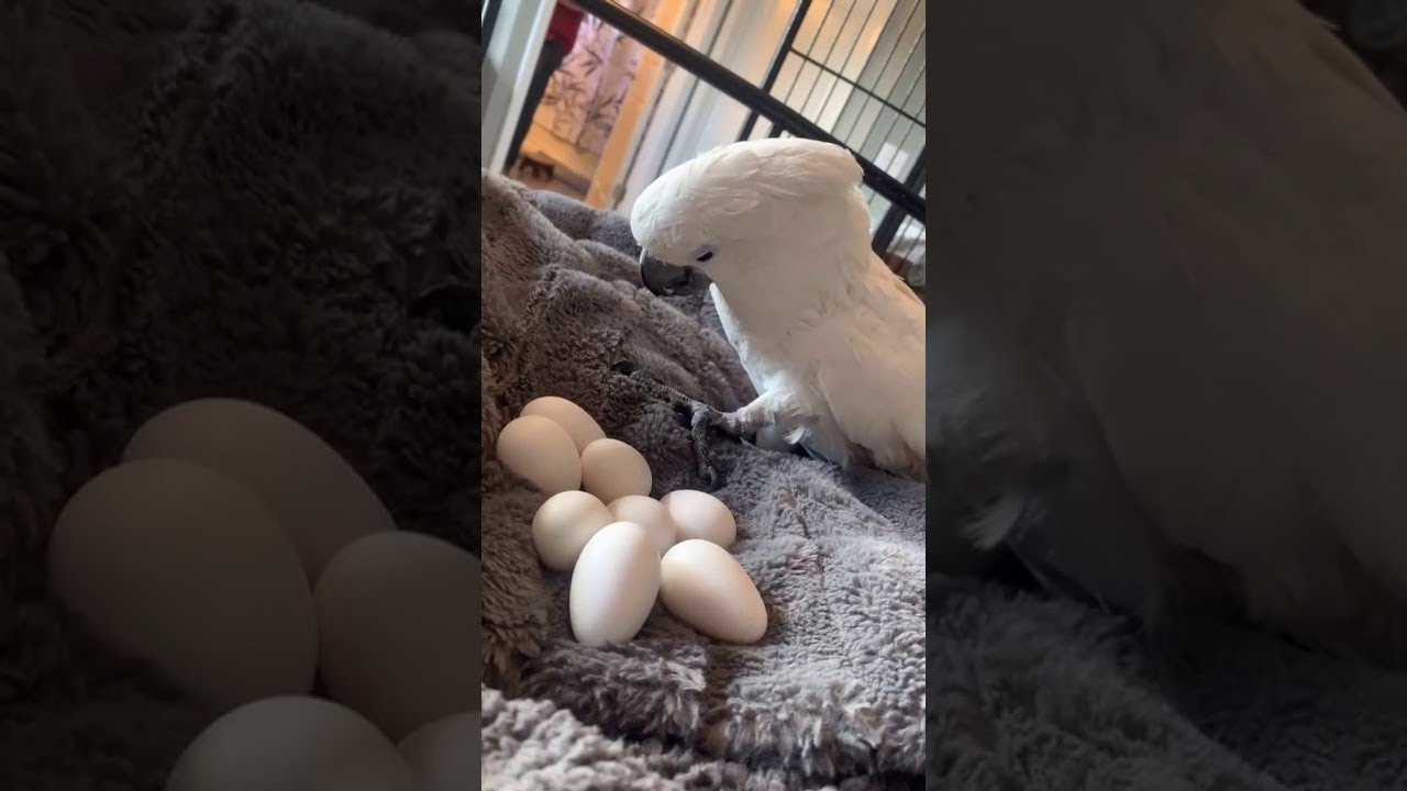 Cockatoo Proud of Her Egg Collection || ViralHog - YouTube