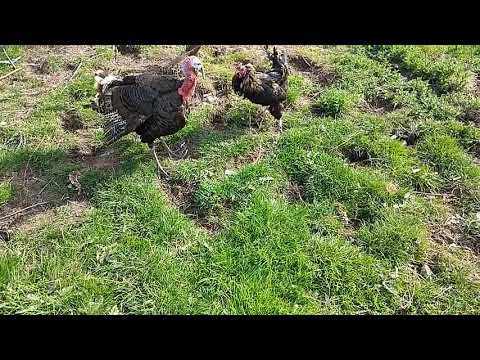 Hindi horoz kavgası