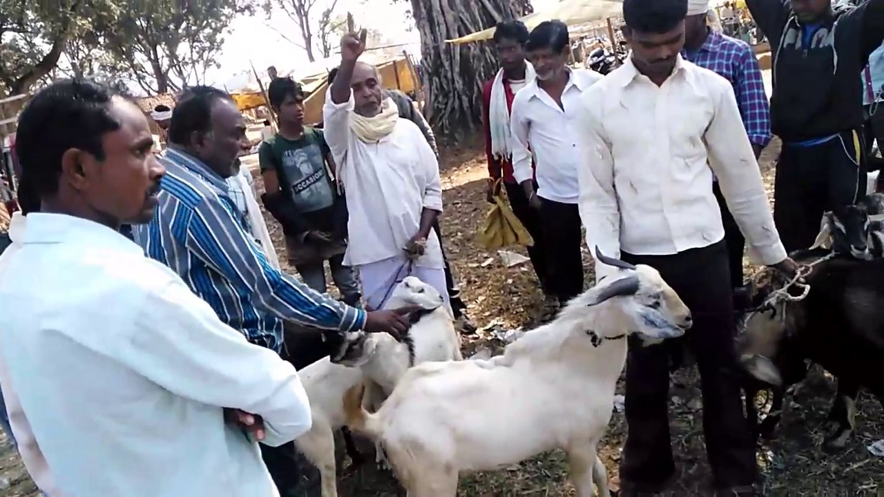 Goat Mandi at M.P. - YouTube