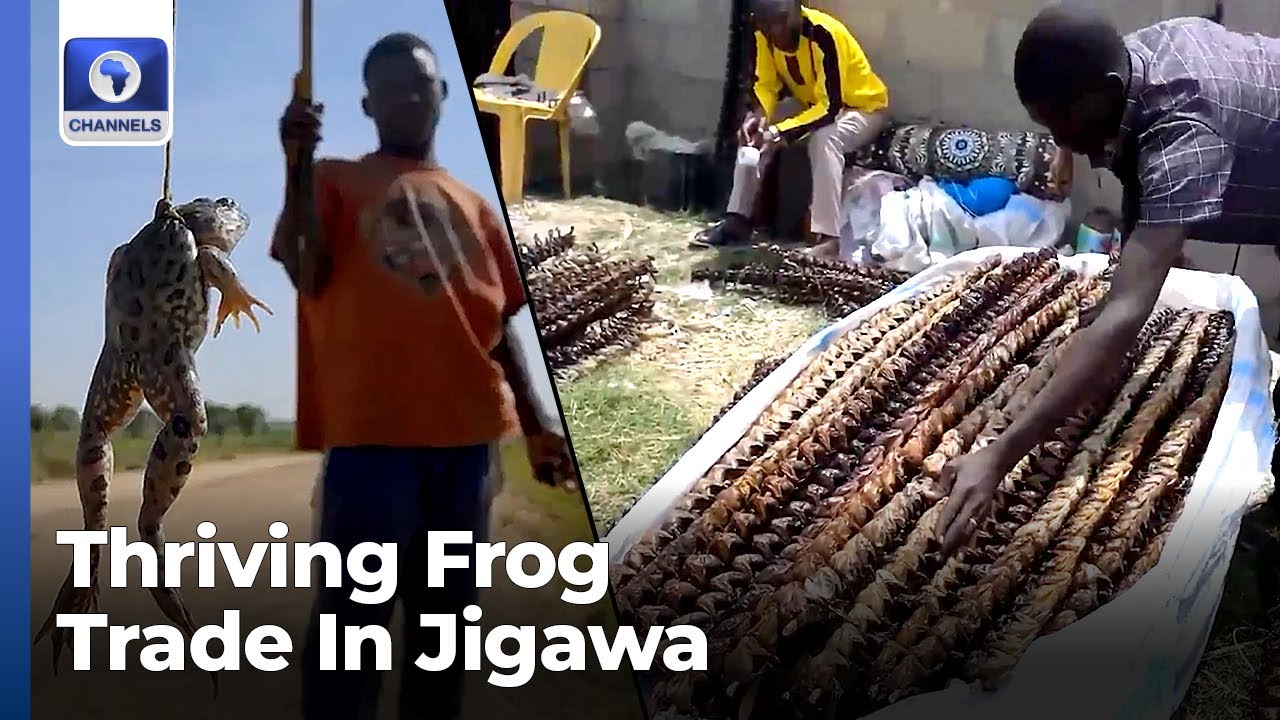 A Look Into Thriving Frog Trade In Jigawa - YouTube