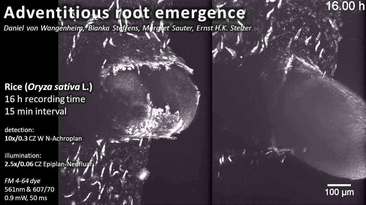 Adventitious root emergence - YouTube