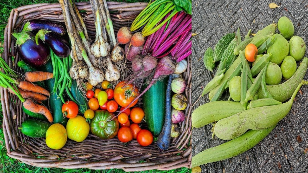 Summer season vegetables | Best Seeds for Summer Vegetables Home/Garden ...