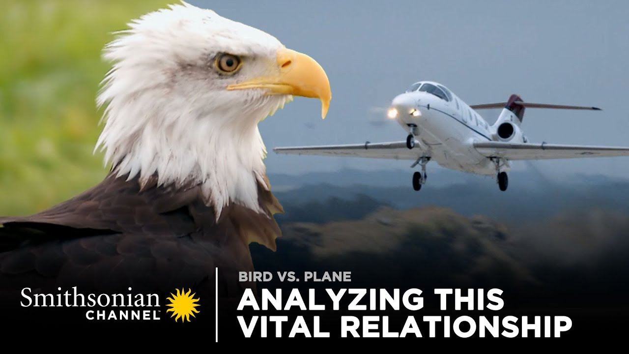Bird vs. Plane: Analyzing this Vital Aviation Relationship 🐦 FULL ...