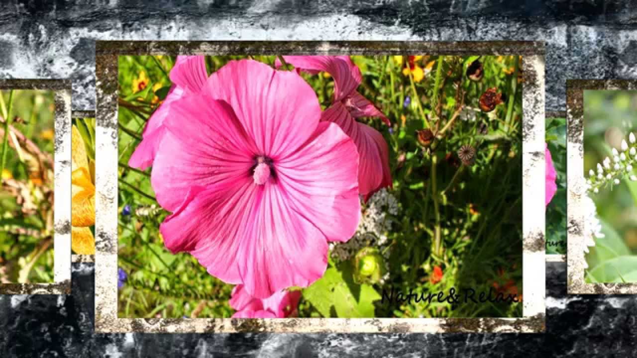 Nature & Relax Flowers Photo Slideshow with Relaxing music HD 10 🌿 ...