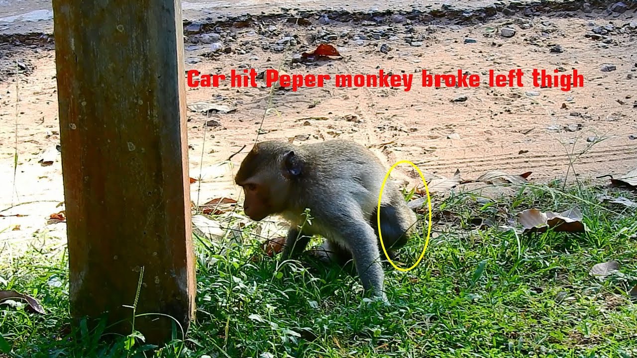 Really socked adult female monkey Peper got traffic accident by car hit ...