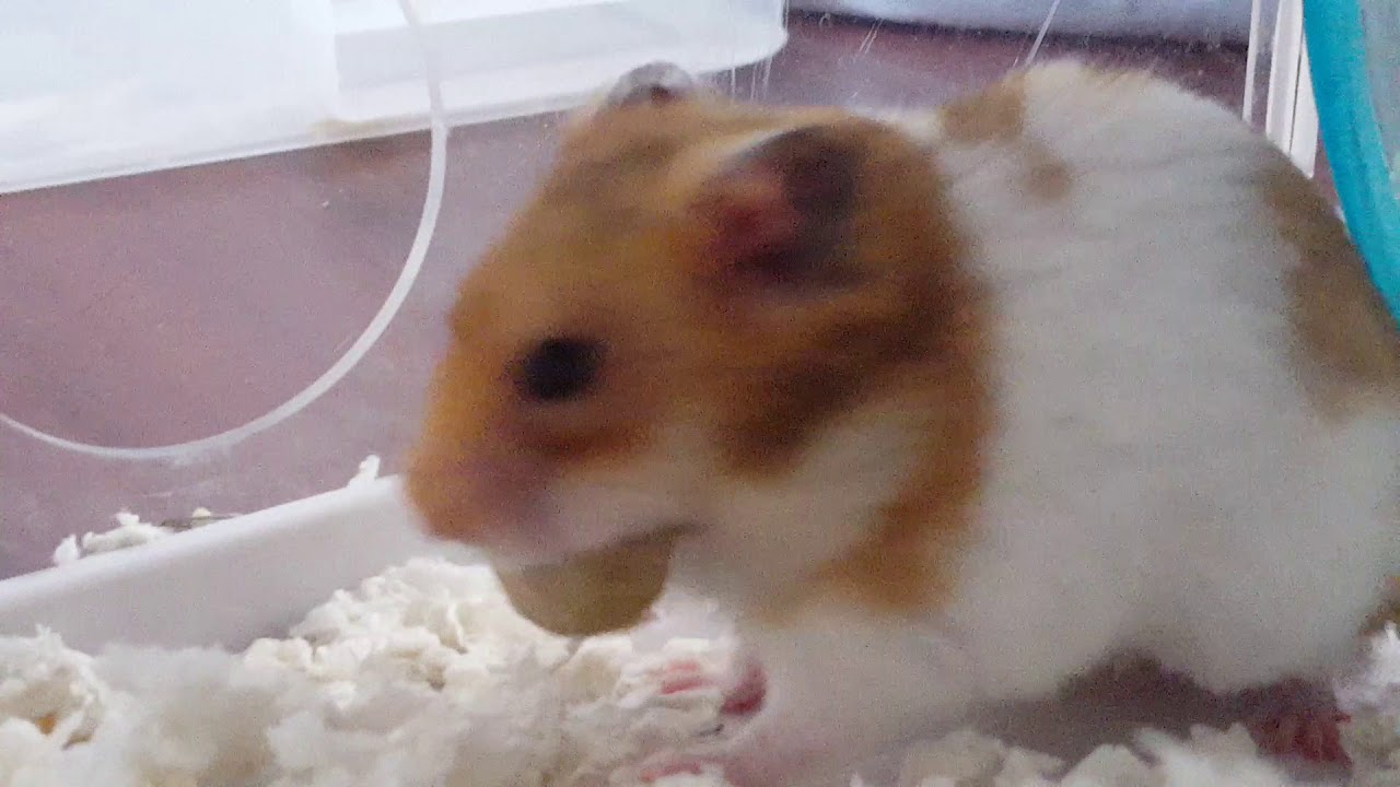 햄스터 먹이 먹는 모습 Youtube
