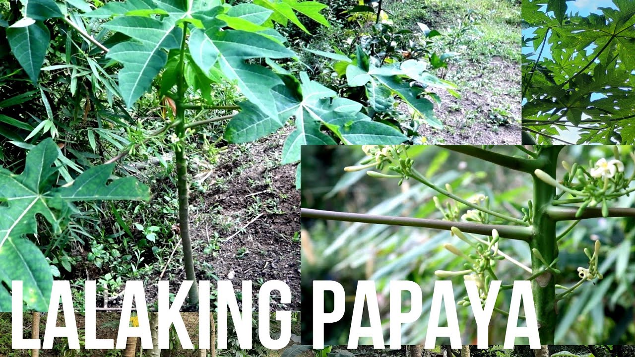 Male Papaya Tree (Ano ang lalaking Papaya) - YouTube
