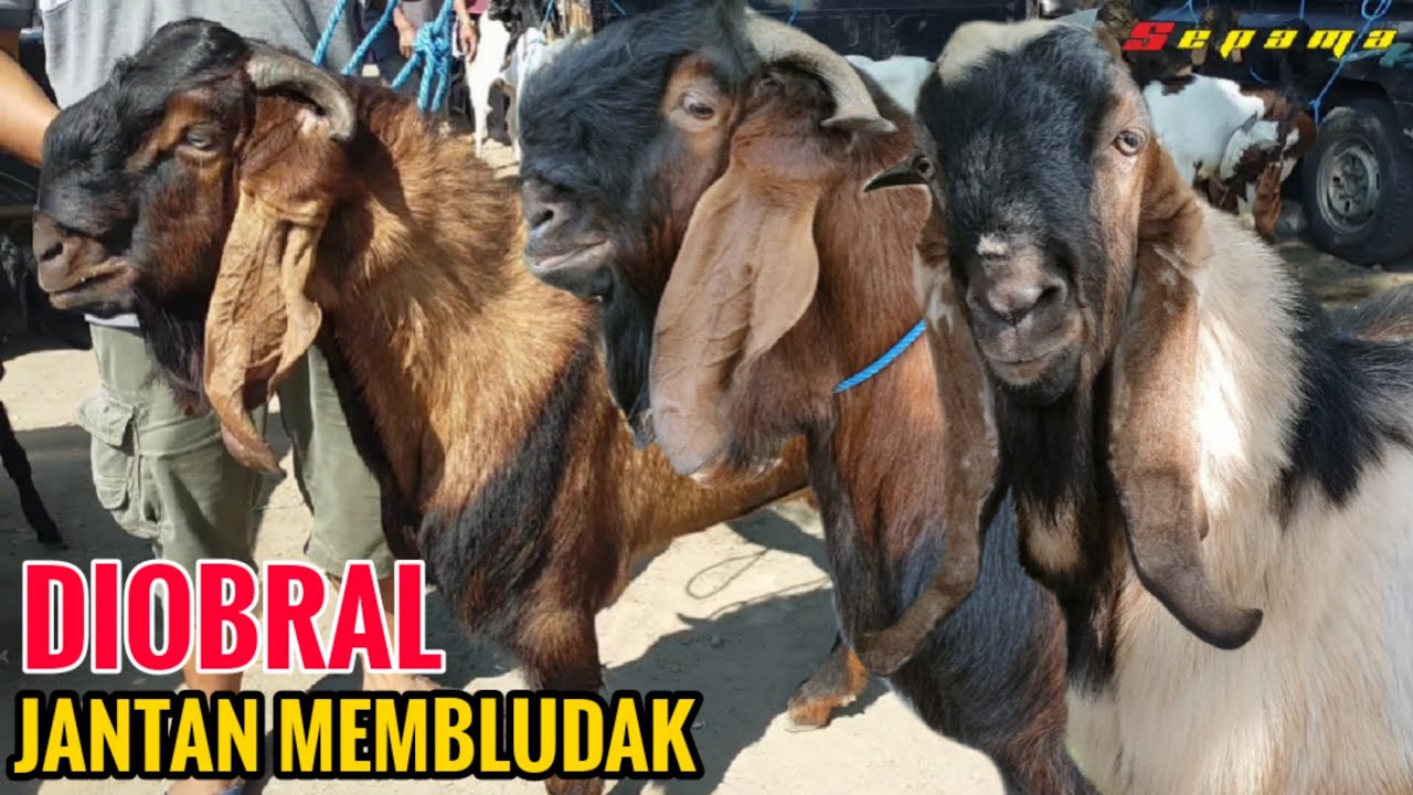 Update harga kambing hari ini, pasar hewan wlingi blitar || Update ...
