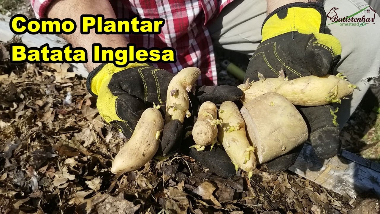 Batata ORGÂNICA - Como Plantar Batatinha U.S.A / ORGANIC Potato - How ...