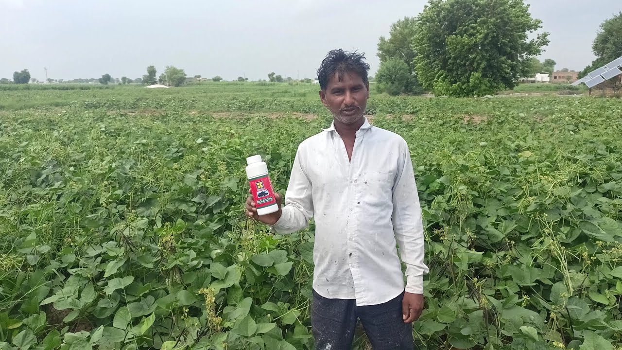 मूंग में फूलों की जगह डंडी निकल जाना , मूंग की फसल में जूं का प्रकोप ...