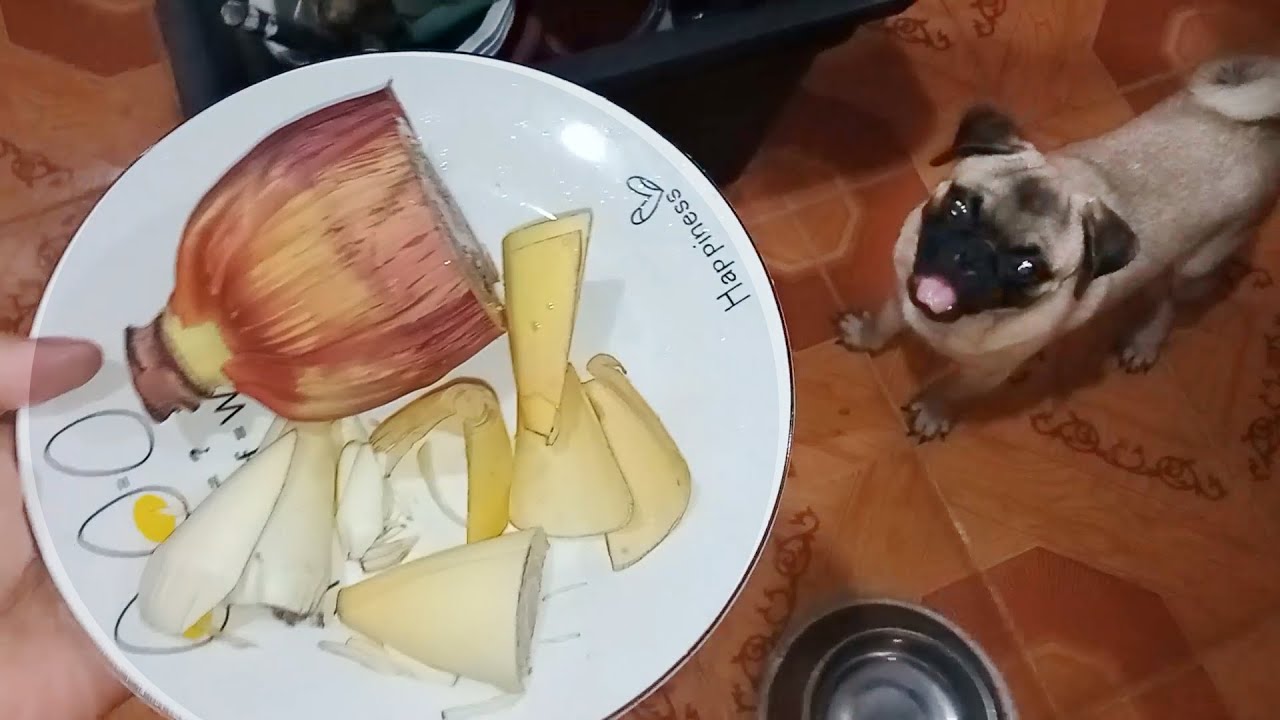Dog loves vegetable | PART 2 | 21 veggies ELMO the PUG - YouTube