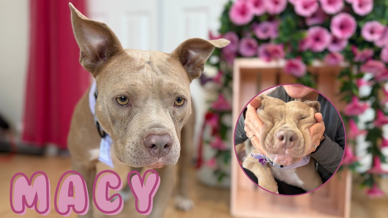 Macy Baby is perfectly lap sized and born to be your house hippo! - YouTube