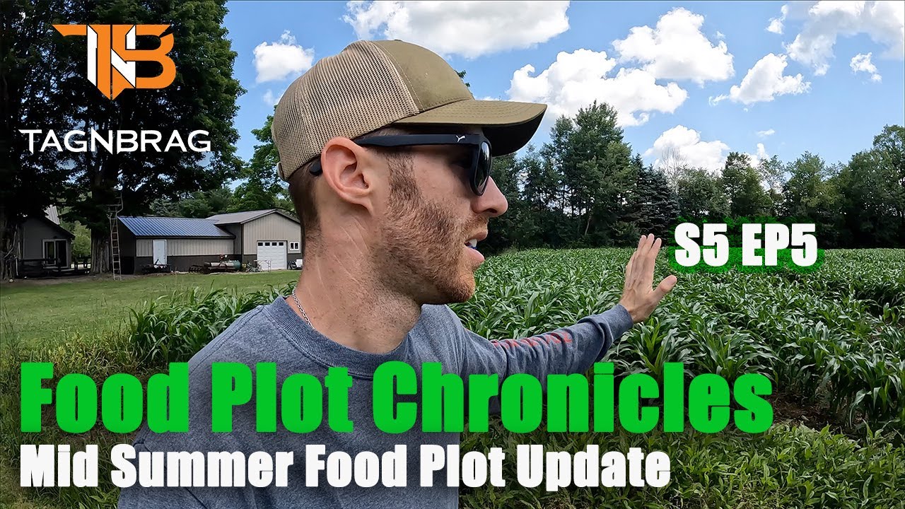 Food Plot Chronicles: Mid Summer Food Plot Update - YouTube