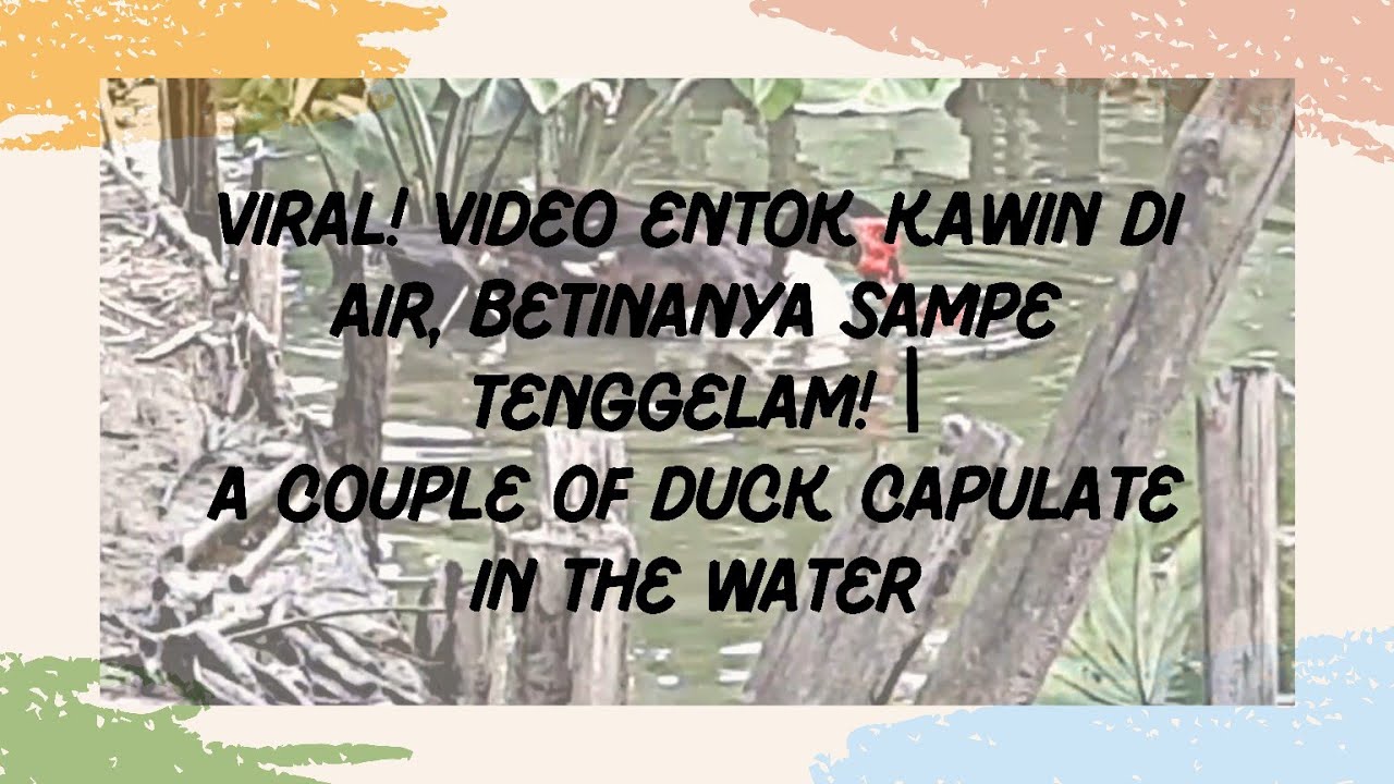 Viral Video Entok Kawin Di Air Betinanya Sampe Tenggelam A Couple Of Duck Capulate In The