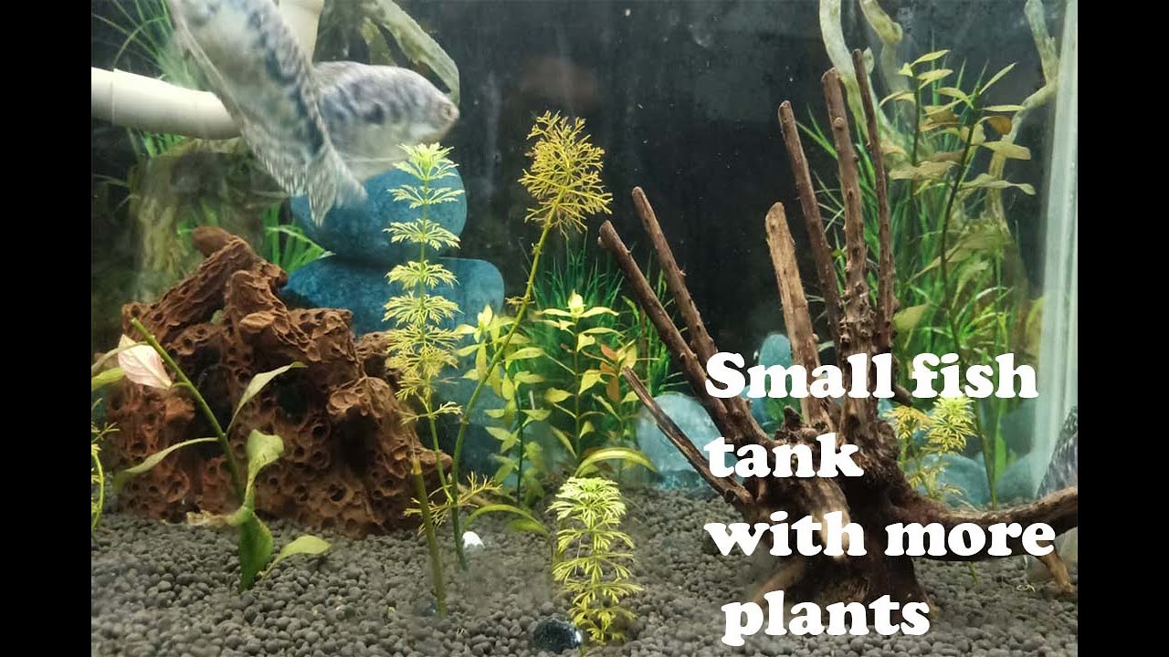 How plant grow in small fish tank | pond plant growing fish tank | #Ro ...