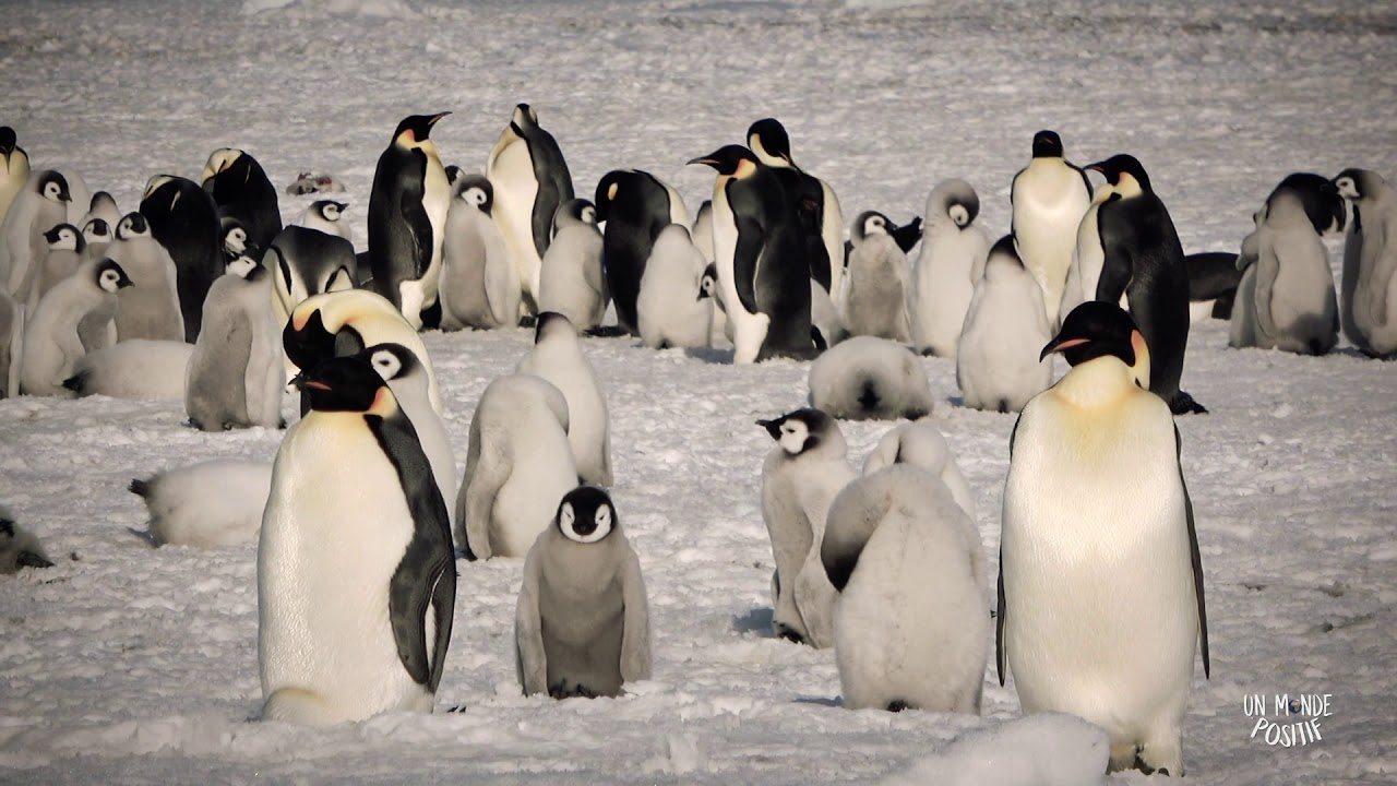 Antarctique : les manchots empereurs menacés par le réchauffement ...