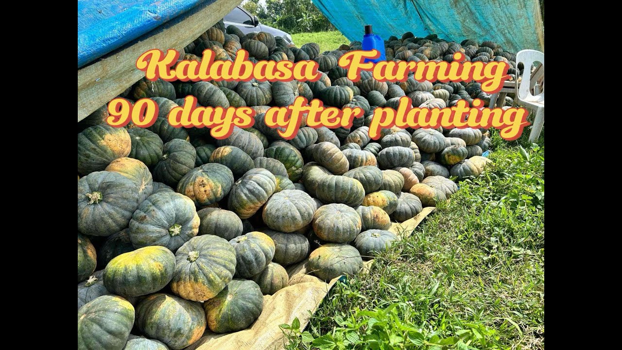 Kalabasa Farming: 90 days after planting (Harvest time) - YouTube