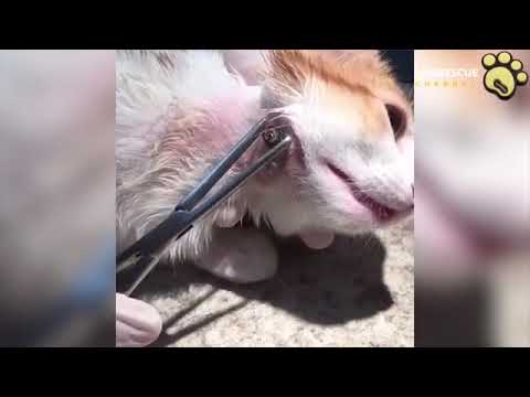 Bot fly removal from pitty cat - YouTube