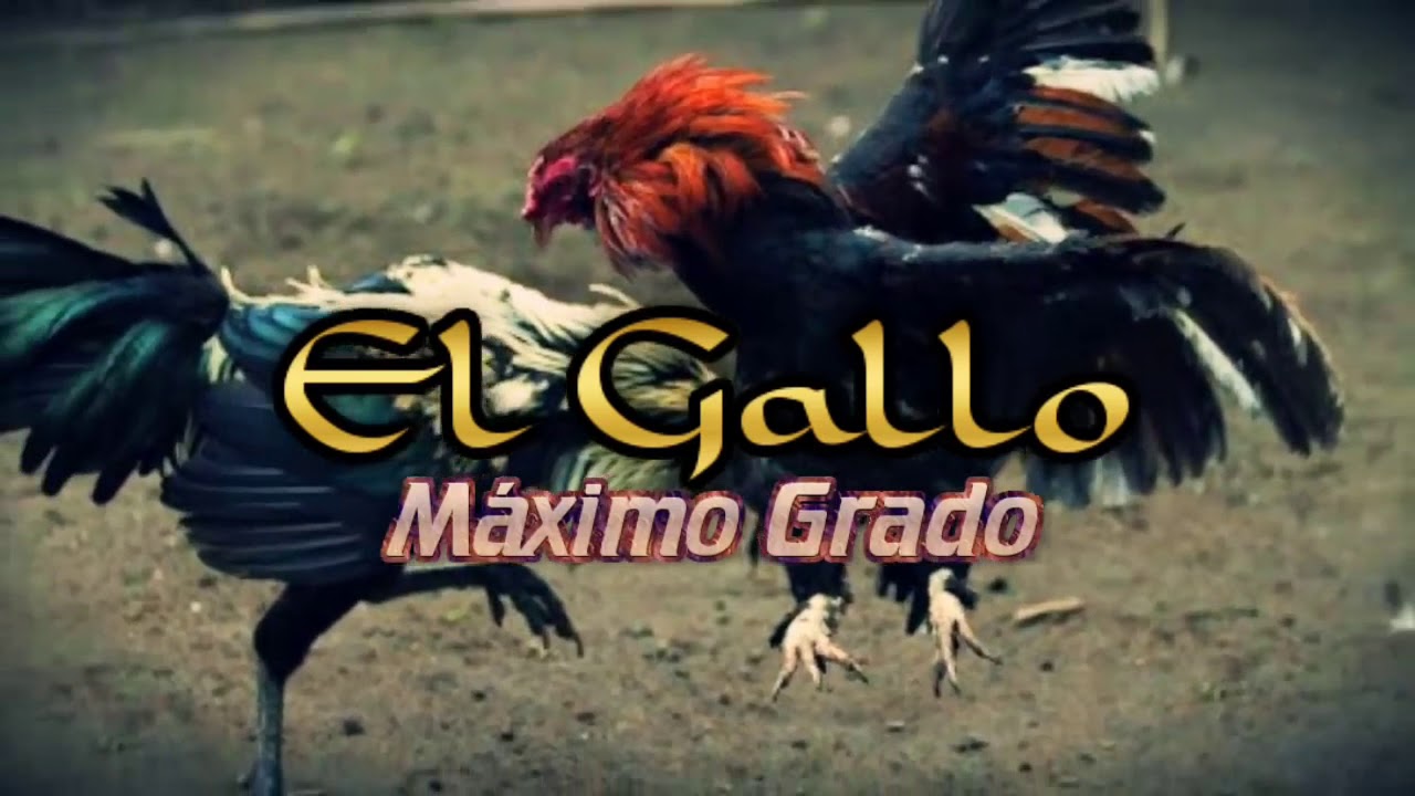 Maximo Grado - El Gallo - YouTube