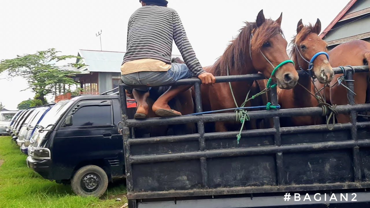 KUDA TURUN DARI MOBIL BAGIAN KE 2 | SUARA KUDA | BISNIS JUAL BELI KUDA ...