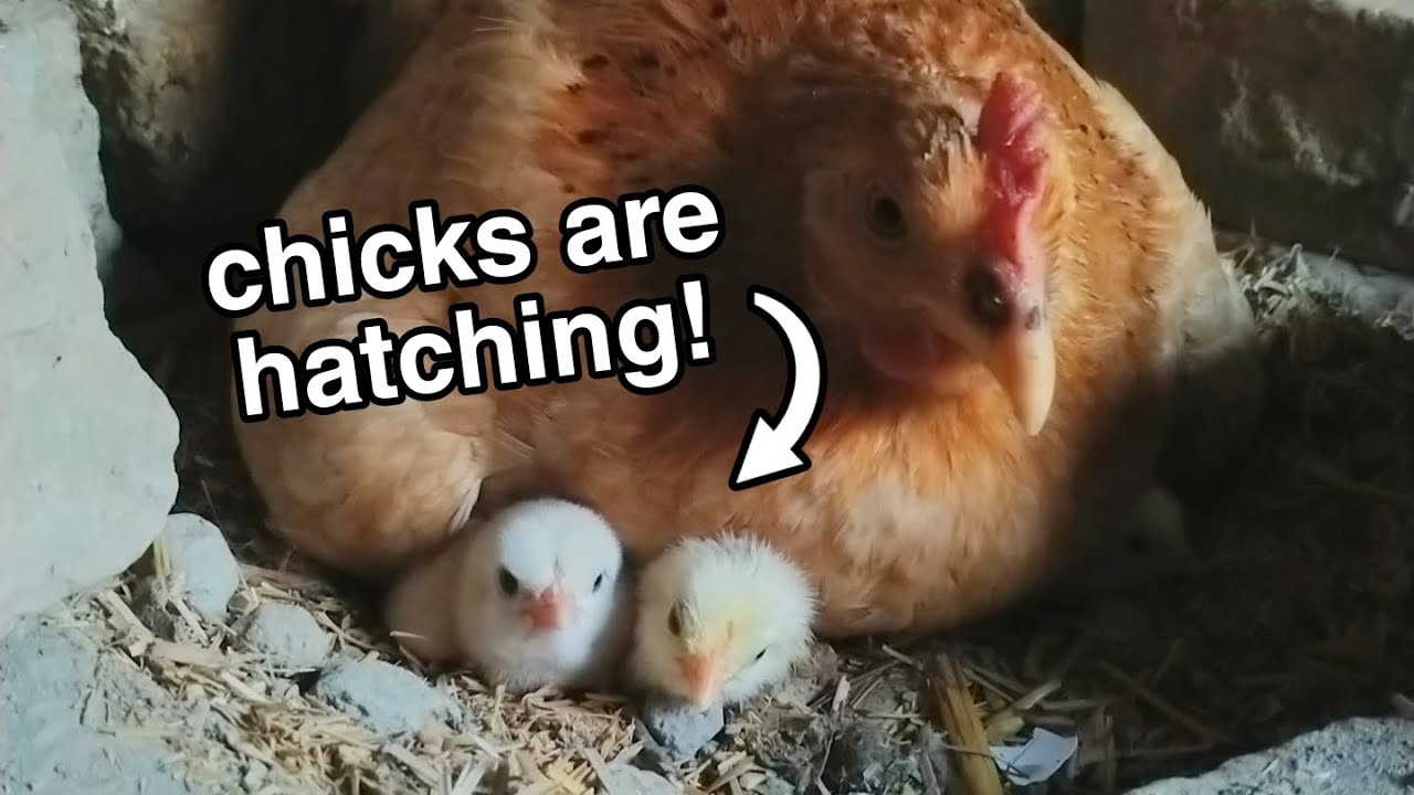 Broody hen Sitting on eggs and hatching chicks - YouTube