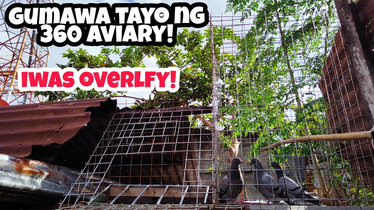 GUMAWA TAYO NG 360 AVIARY SA KALAPATI. (IWAS OVERFLY) | LEOMORD LOFT ...