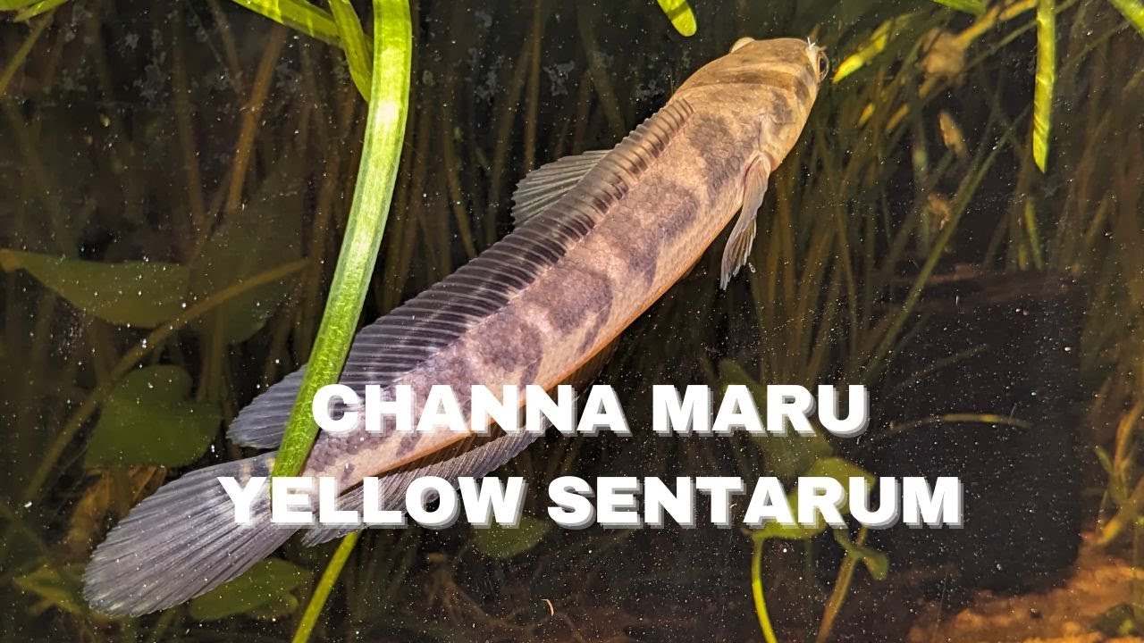 channa maru yellow sentarum - YouTube