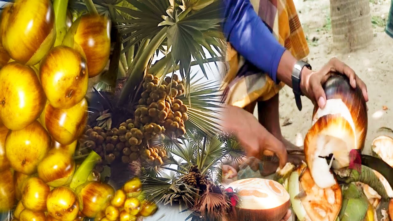 Gacher best talsash 2023 - YouTube