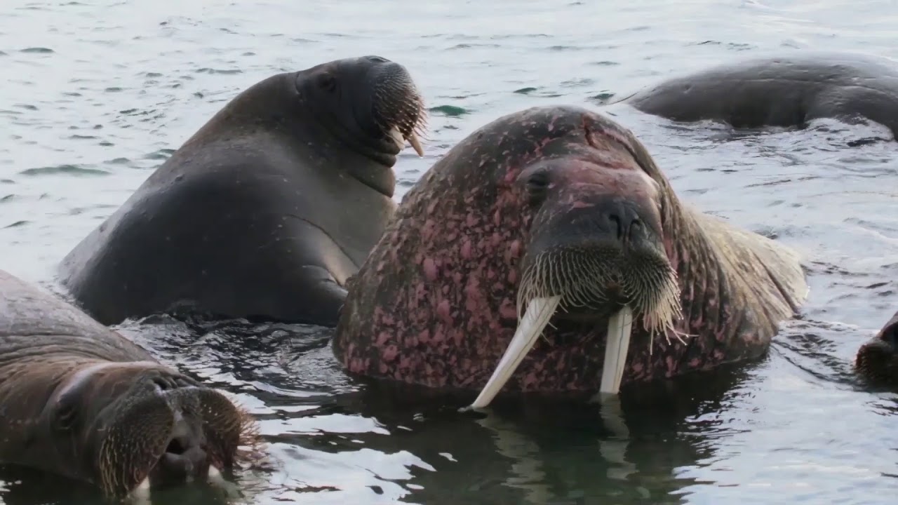Atlantic walruses - YouTube