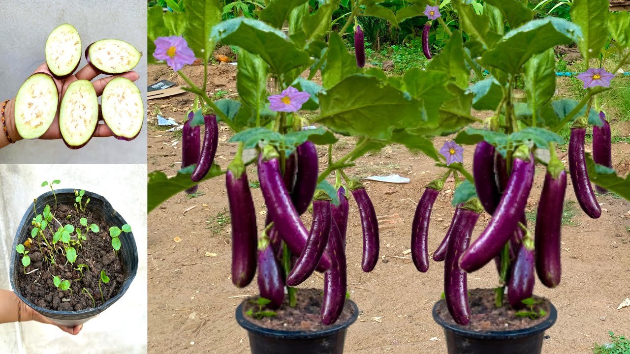 Unique Technique For Growing Brinjal Fruits With Bananas / how to grow ...