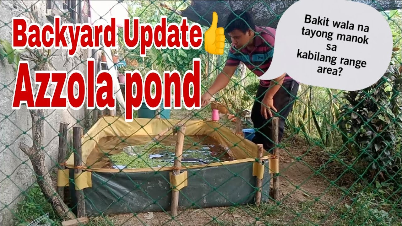 Azolla pond preparation at kaunting backyard update | Backyard Farming ...