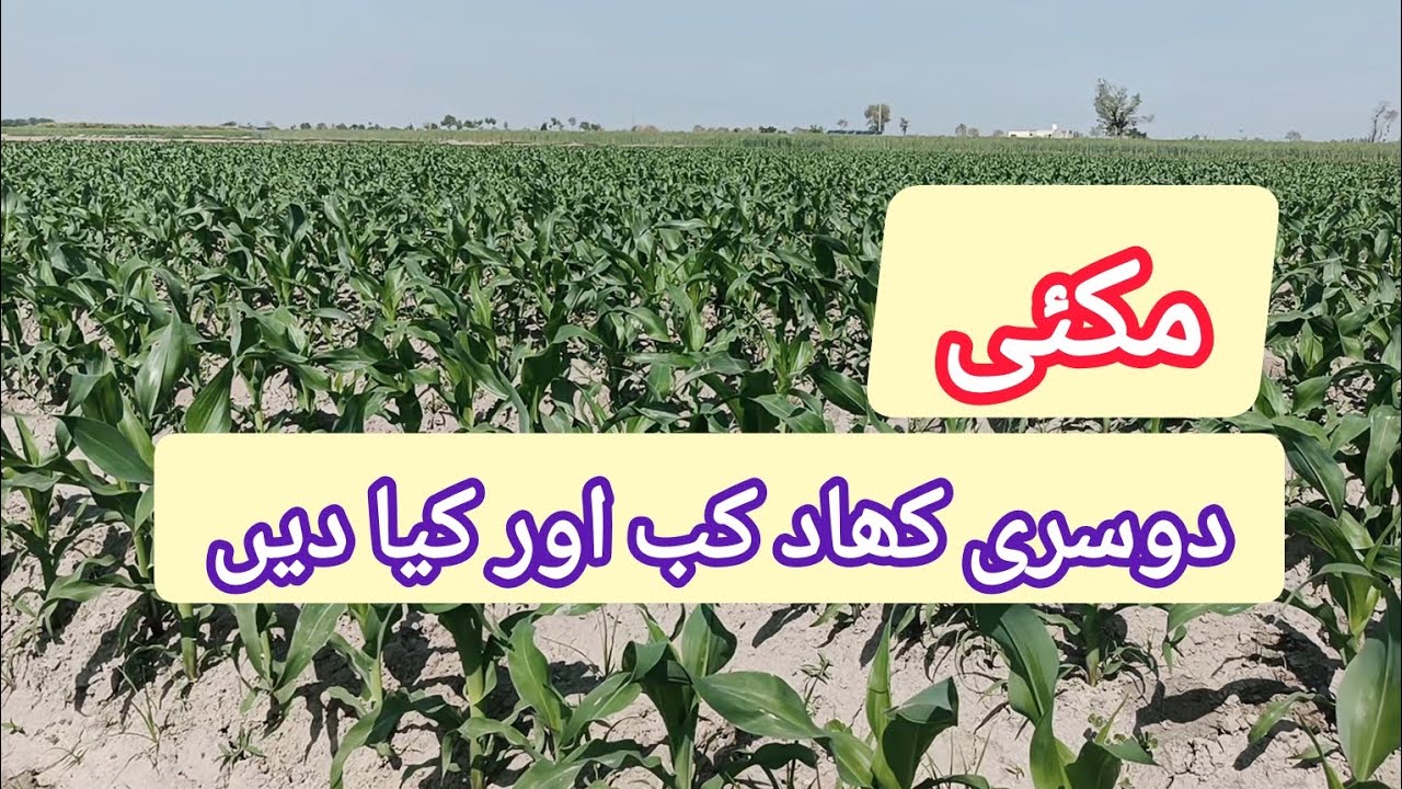Maize second fertilizer application stage || @agritalksbysaadat - YouTube