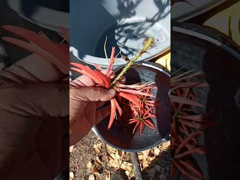 La flor de colorin riquisimas😊😊😊😜😜 - YouTube