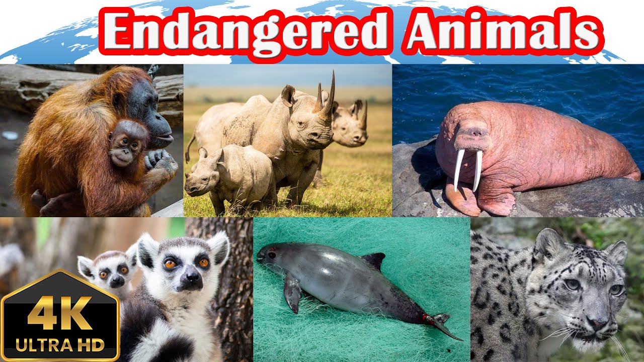 Top 10 Most Endangered Animals in the World 🐘🦏 | Nature | Discovery ...