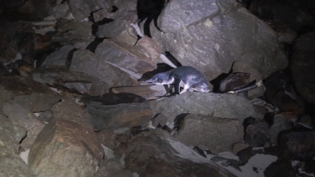 Little Blue Penguin Wild Encounter!! Dunedin, New Zealand. - YouTube