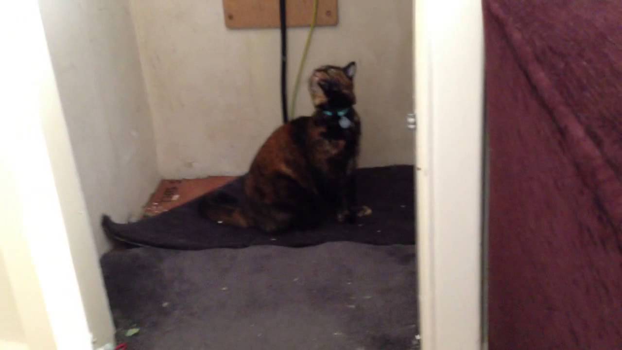 My cat breaking things - YouTube