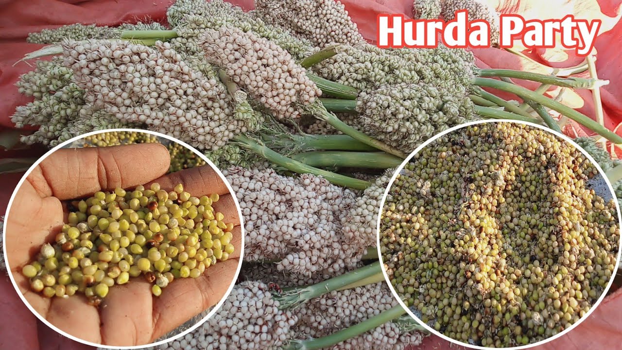 गावाकडची हुरडा पार्टी | Hurda Party | हुरडा पार्टी |हुरडा |Hurda# ...