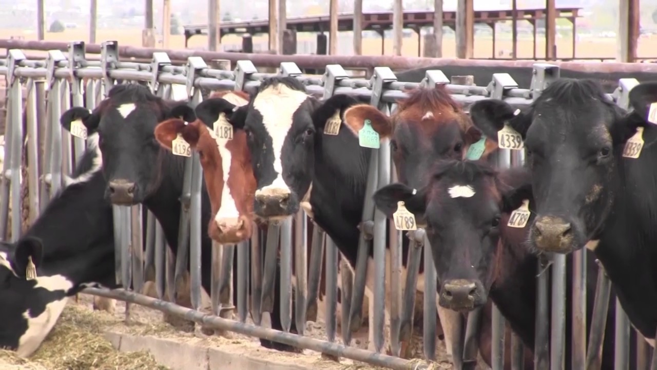 Bokma Dairy Tour - YouTube