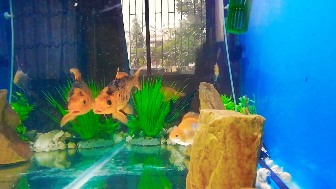 Kol fish & clear water - YouTube