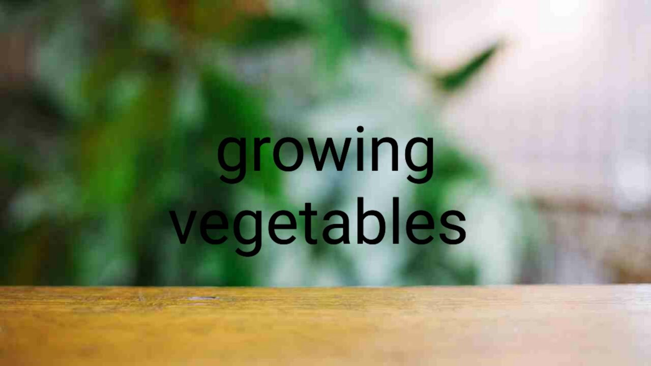 summer vegetable growing meethi cucumber ,peas , - YouTube