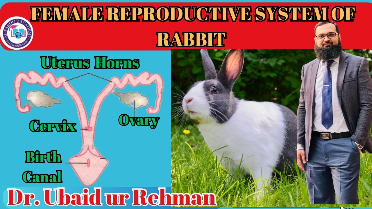14.11 Female Reproductive System of Rabbit | Class 10 | Biology - YouTube