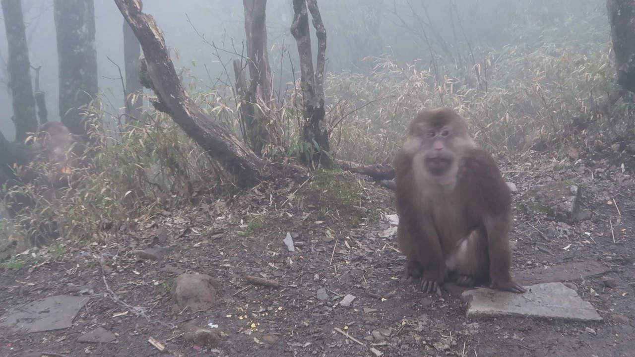 Monkeys in the Mist on Mount Emei - YouTube