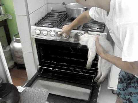 Receita do Dia: Gato Assado - Mais Você - YouTube