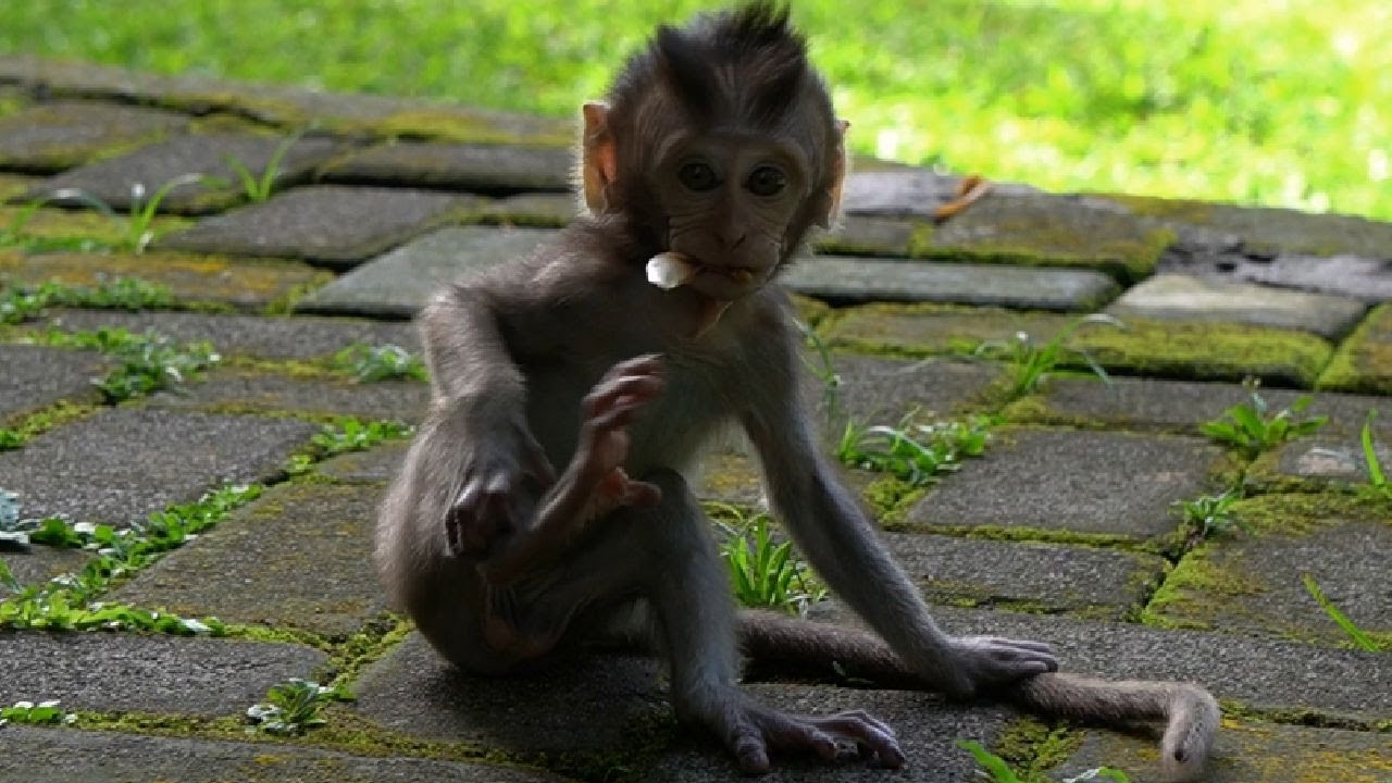Monyet kecil yang selalu berbahagia #tuabangmonkey - YouTube